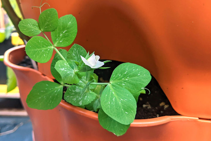25 Miniature Vegetables to Grow & 5 Reasons to Grow Them