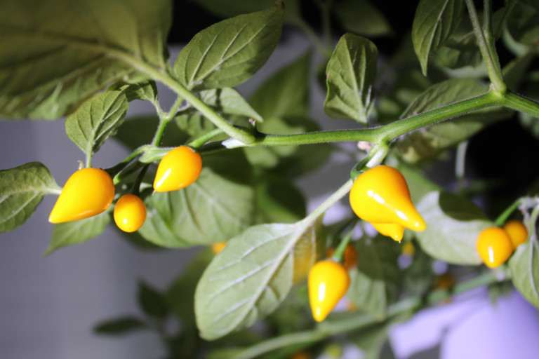 25 Miniature Vegetables to Grow & 5 Reasons to Grow Them