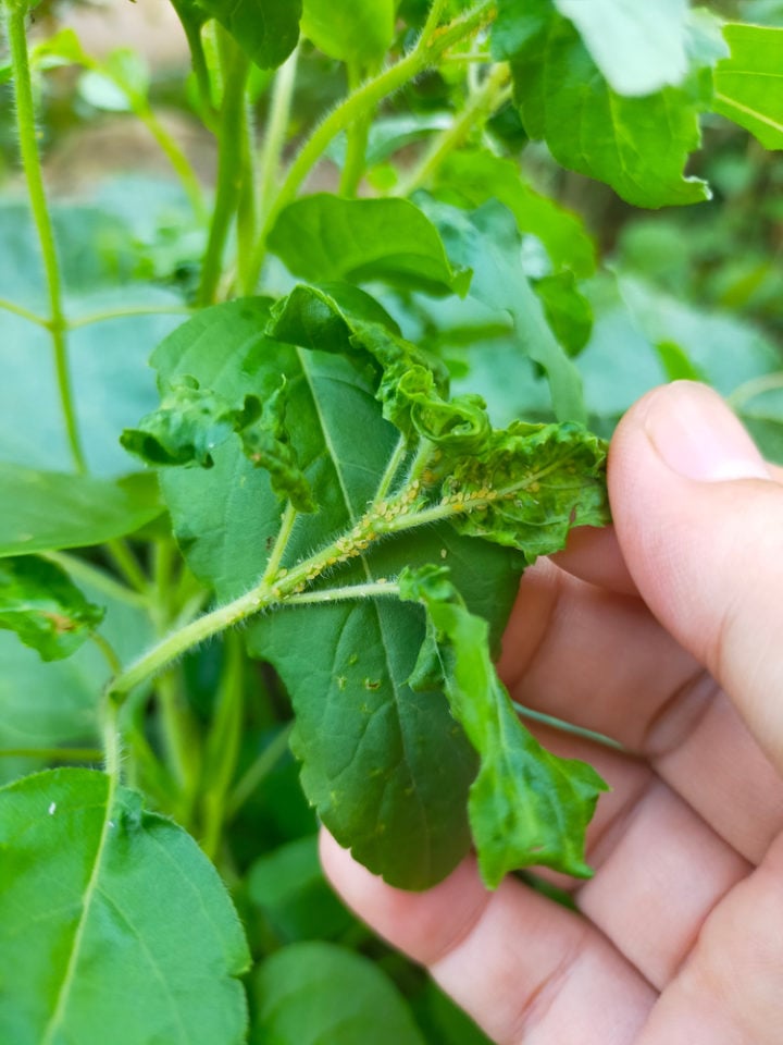 How to Grow Enormous Basil Plants: From Seed, Cuttings Or Starter Plant