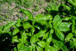 How to Grow Enormous Basil Plants: From Seed, Cuttings Or Starter Plant