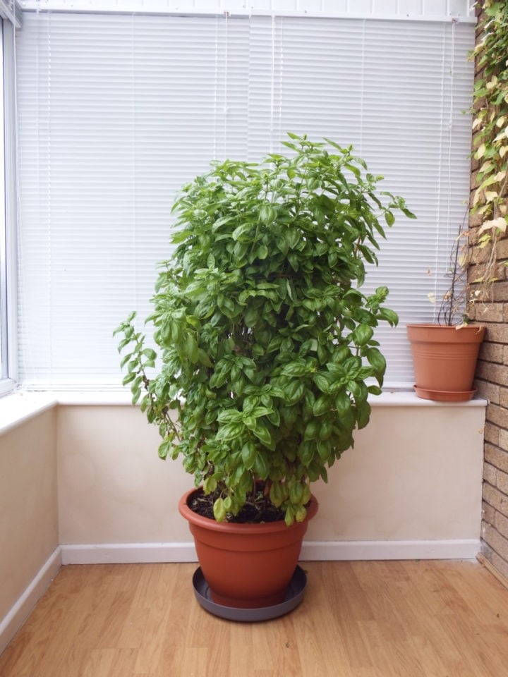 How to Prune Basil for Big, Bushy Basil Plants (With Photos)