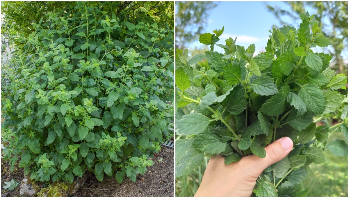 How To Grow And Harvest Lemon Balm The Total Guide