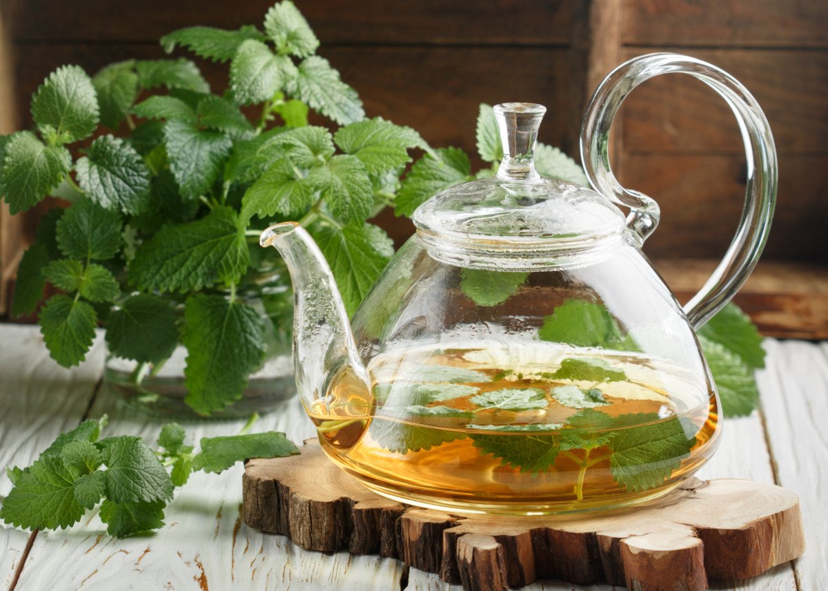 How To Grow & Harvest Lemon Balm: The Total Guide