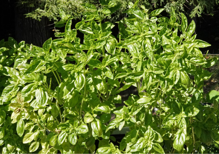 How to Grow Enormous Basil Plants: From Seed, Cuttings Or Starter Plant