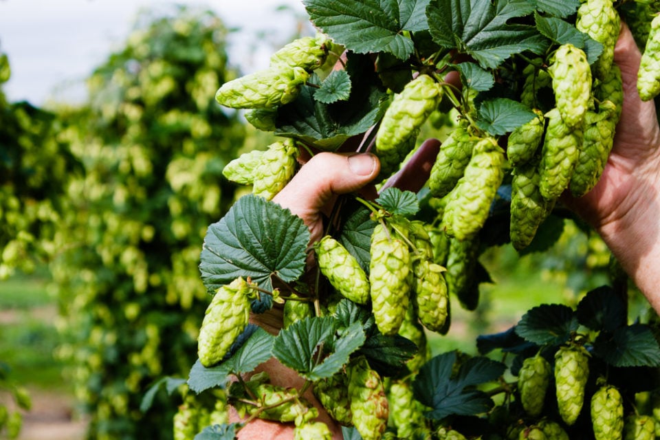 How to Grow Hops for Home Brew (+ 3 Other Uses)