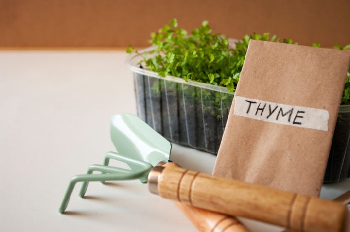 How to Grow Thyme From Seed, Cuttings Or Starter Plant