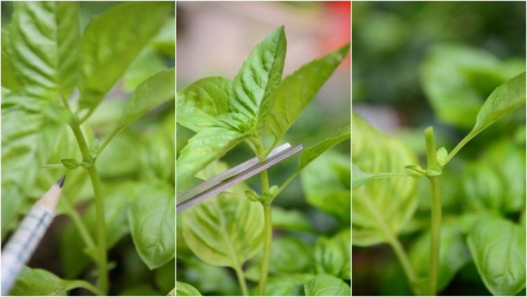 How to Grow Enormous Basil Plants: From Seed, Cuttings Or Starter Plant
