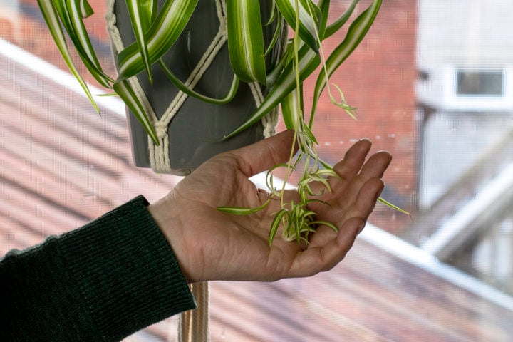 How To Propagate Spider Plants – With and Without Spiderettes