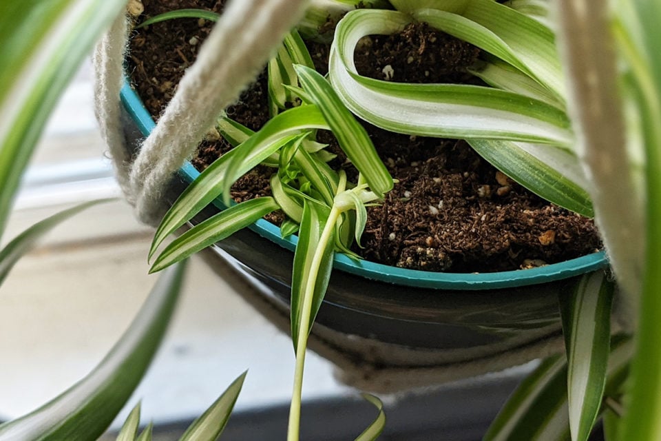 How To Propagate Spider Plants – With and Without Spiderettes