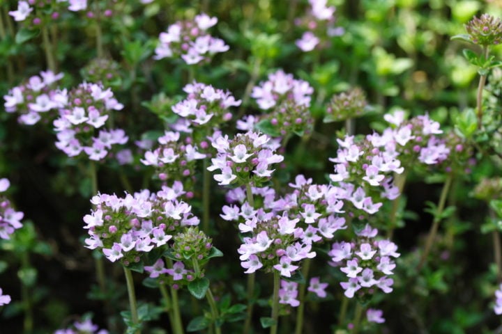 How to Grow Thyme From Seed, Cuttings Or Starter Plant