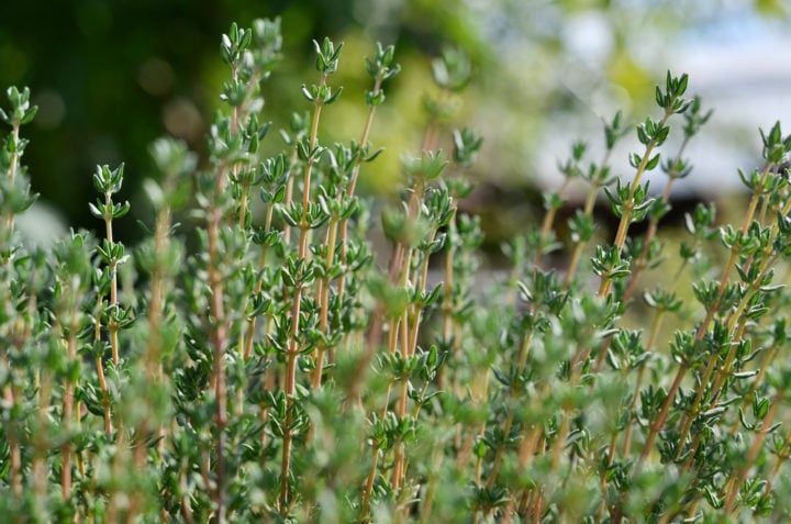 How to Grow Thyme From Seed, Cuttings Or Starter Plant
