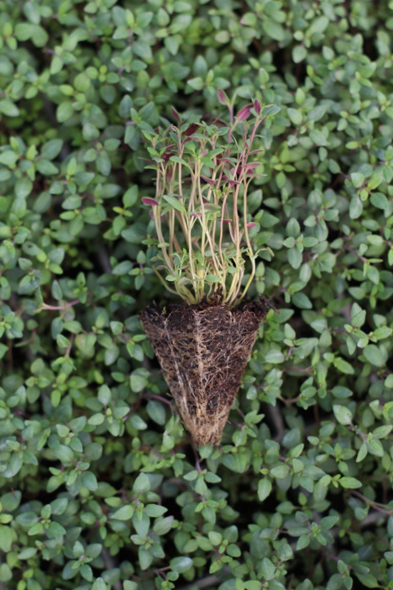 How to Grow Thyme From Seed, Cuttings Or Starter Plant