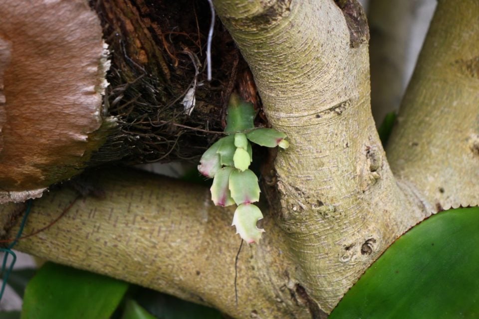 Christmas Cactus Not Flowering & 12 More Common Holiday Cactus Problems