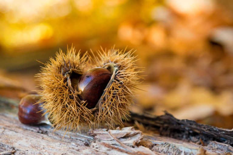 15 Reasons To Forage For Chestnuts This Fall