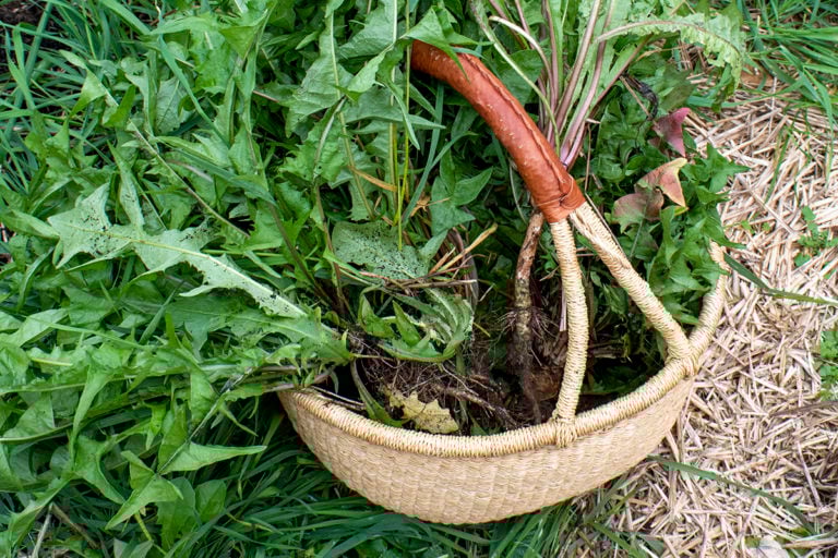 Harvesting Dandelion Roots + 3 Brilliant Uses