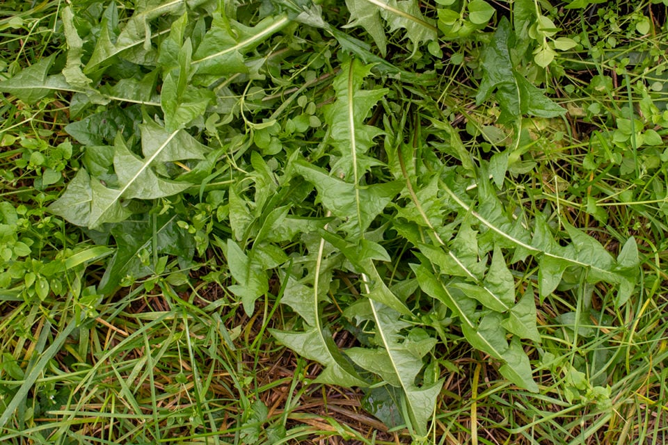 Harvesting Dandelion Roots + 3 Brilliant Uses