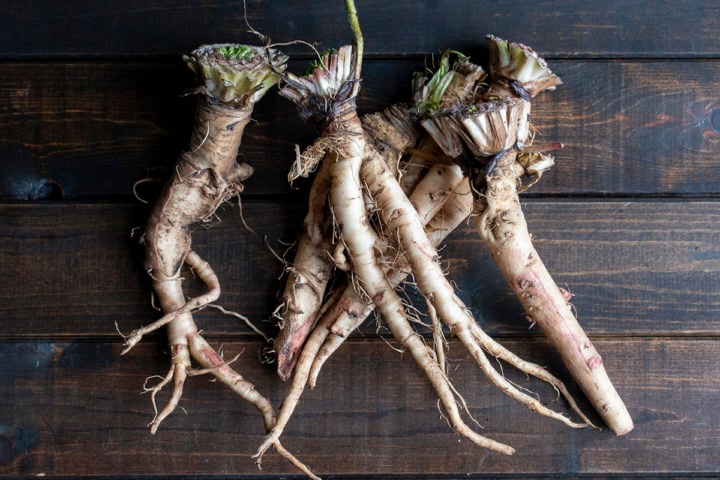Harvesting Dandelion Roots + 3 Brilliant Uses
