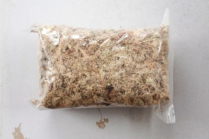 7 Reasons To Grow Sphagnum Moss & How To Grow It