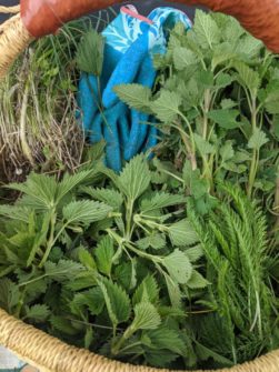 The Ultimate Foragers Gift Guide - 12 Great Gift Ideas