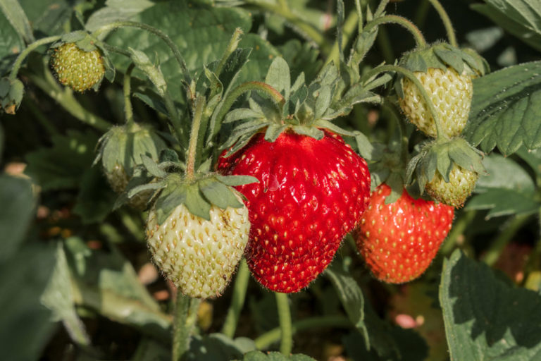 How to Grow Pineberries - The White Strawberry With A Tropical Flavor