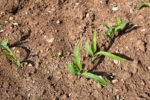 Grow Your Own Popcorn + 6 Varieties to Try