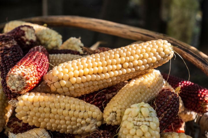 Grow Your Own Popcorn + 6 Varieties to Try