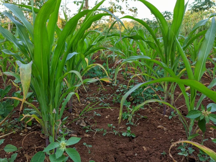 Grow Your Own Popcorn + 6 Varieties to Try