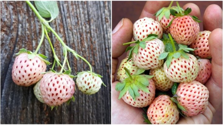 How to Grow Pineberries - The White Strawberry With A Tropical Flavor