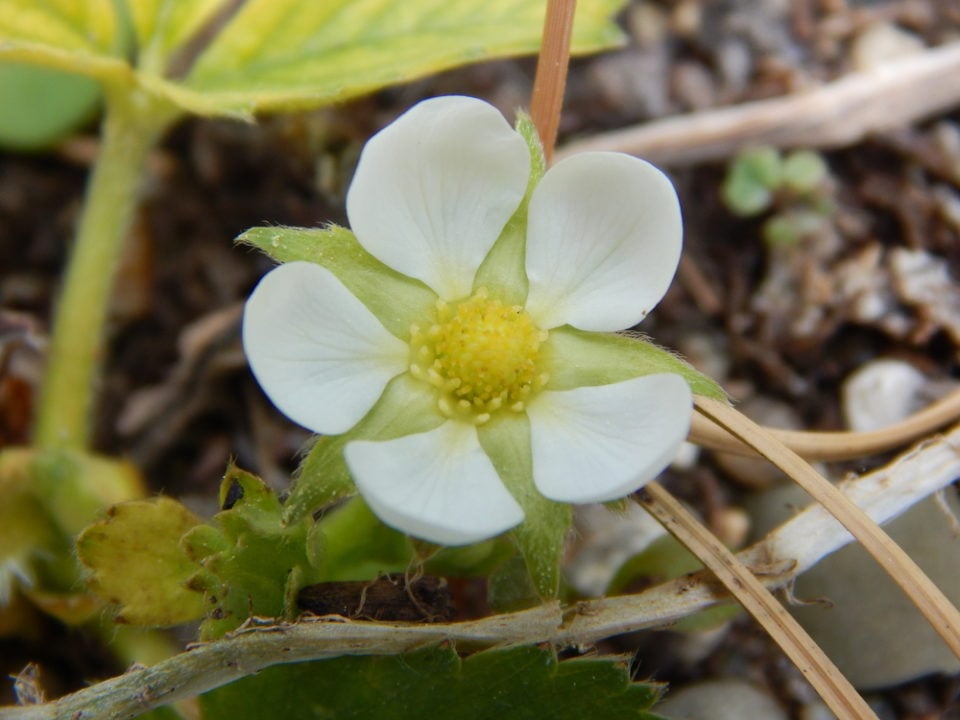 How to Grow Pineberries - The White Strawberry With A Tropical Flavor