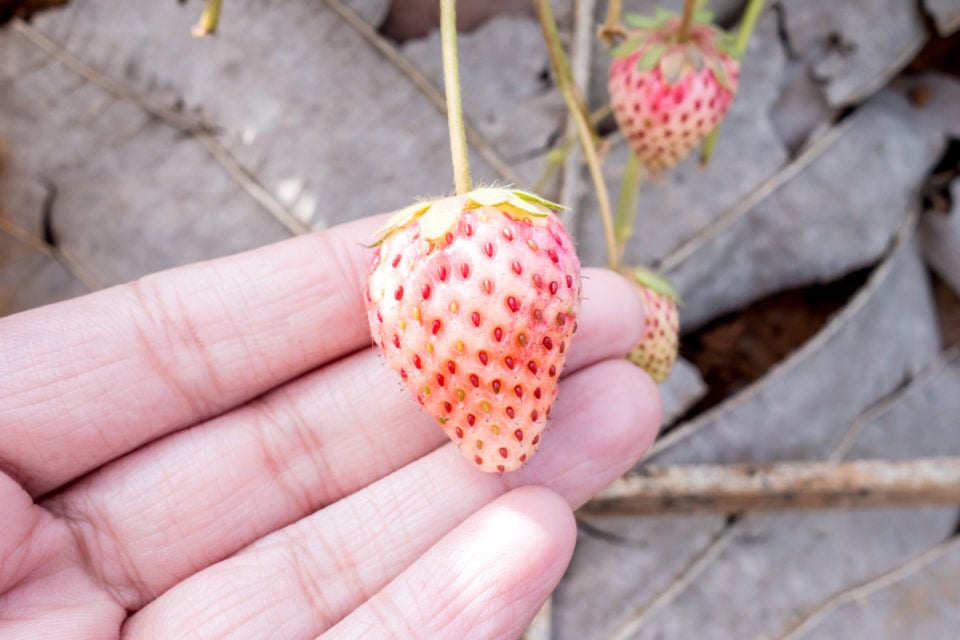 How to Grow Pineberries - The White Strawberry With A Tropical Flavor