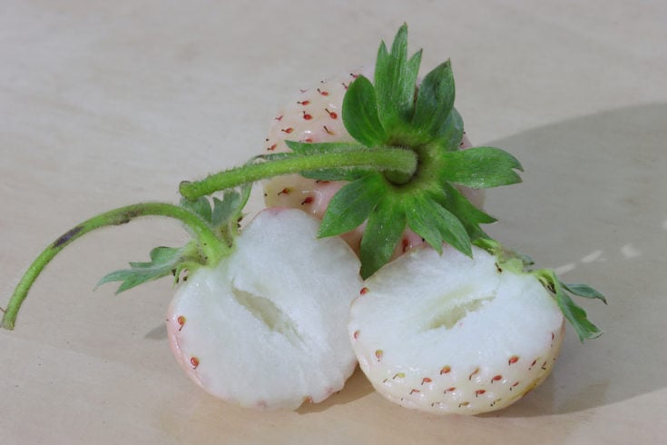 How to Grow Pineberries - The White Strawberry With A Tropical Flavor