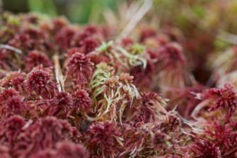 7 Reasons To Grow Sphagnum Moss & How To Grow It