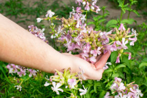 Grow Soap: 8 Saponin Rich Plants That Can Be Made Into Soap