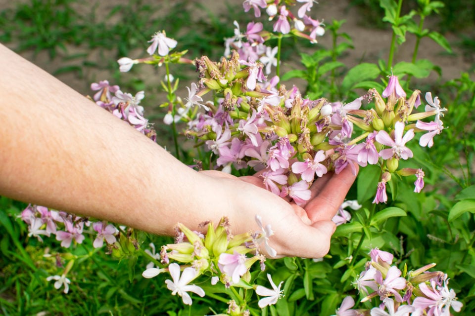Grow Soap: 8 Saponin Rich Plants That Can Be Made Into Soap