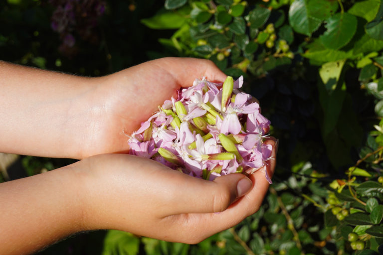 Grow Soap: 8 Saponin Rich Plants That Can Be Made Into Soap