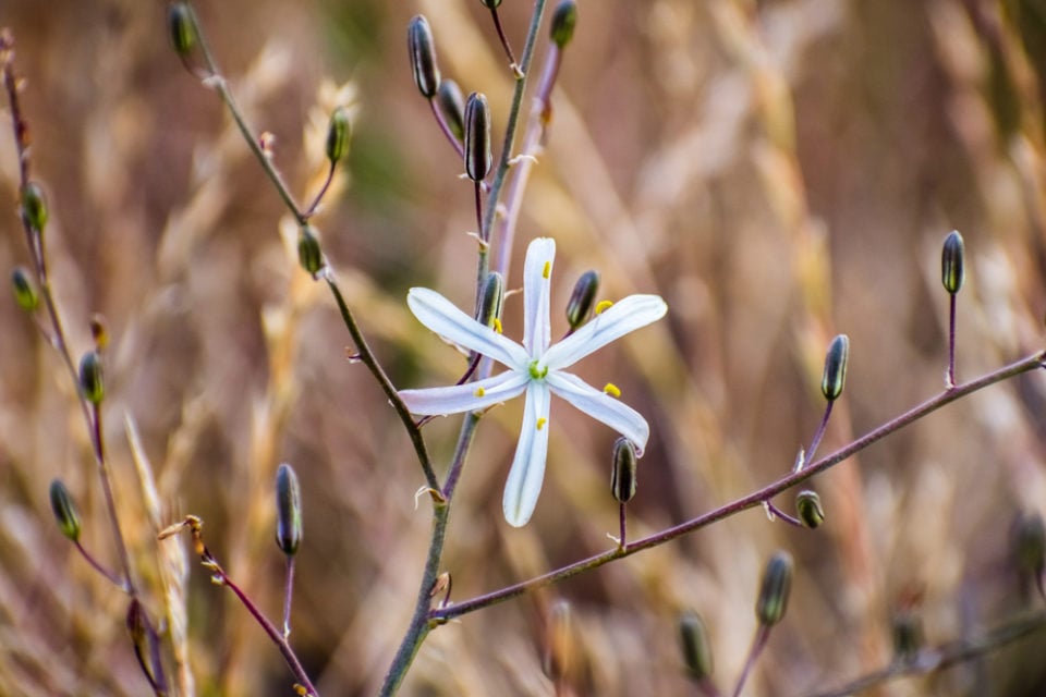 Grow Soap: 8 Saponin Rich Plants That Can Be Made Into Soap