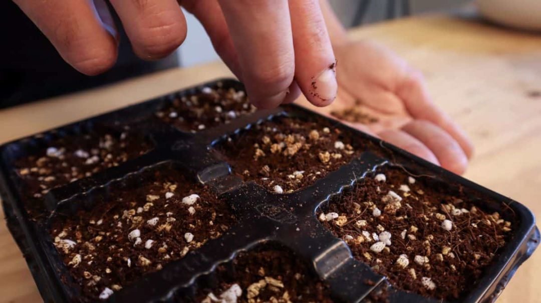 The Best DIY Seed Starting Mix (No Peat!)