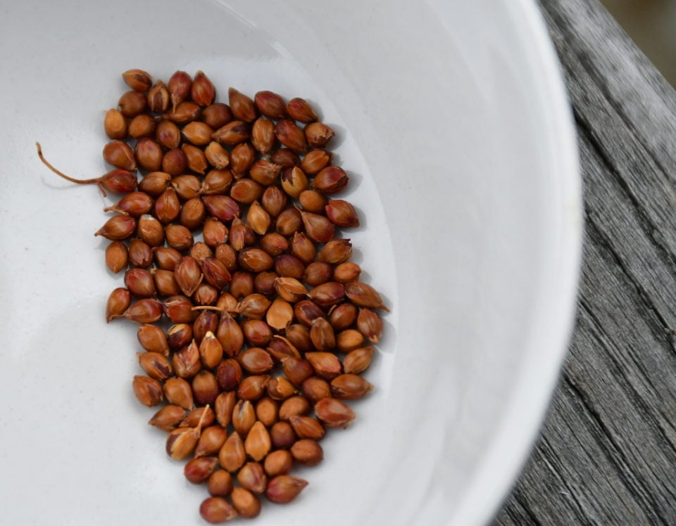 Planting, Growing & Harvesting Broom Corn