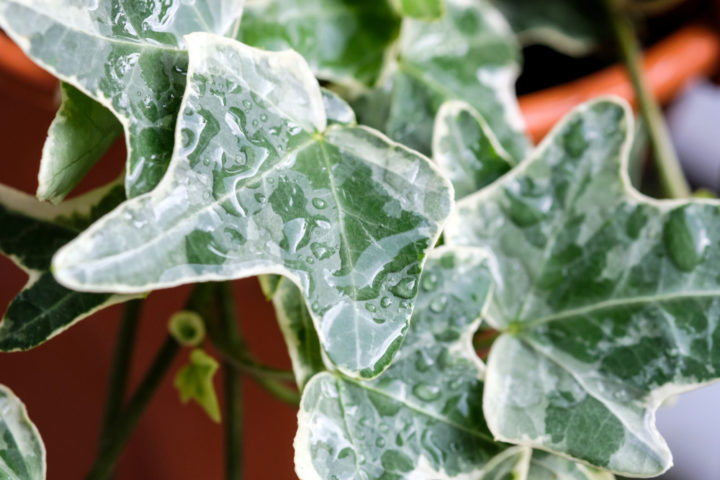 7 Houseplants You Can Grow In Water - No Soil Required