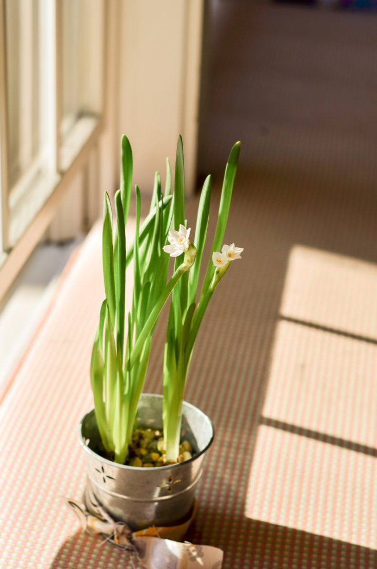 How To Save Paperwhite Bulbs to Bloom Again