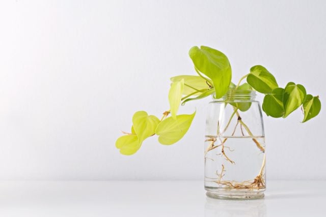 7 Houseplants You Can Grow In Water - No Soil Required