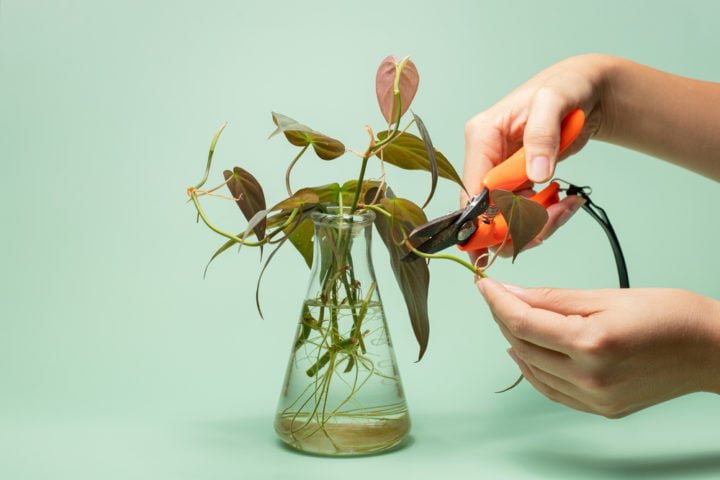 7 Houseplants You Can Grow In Water - No Soil Required