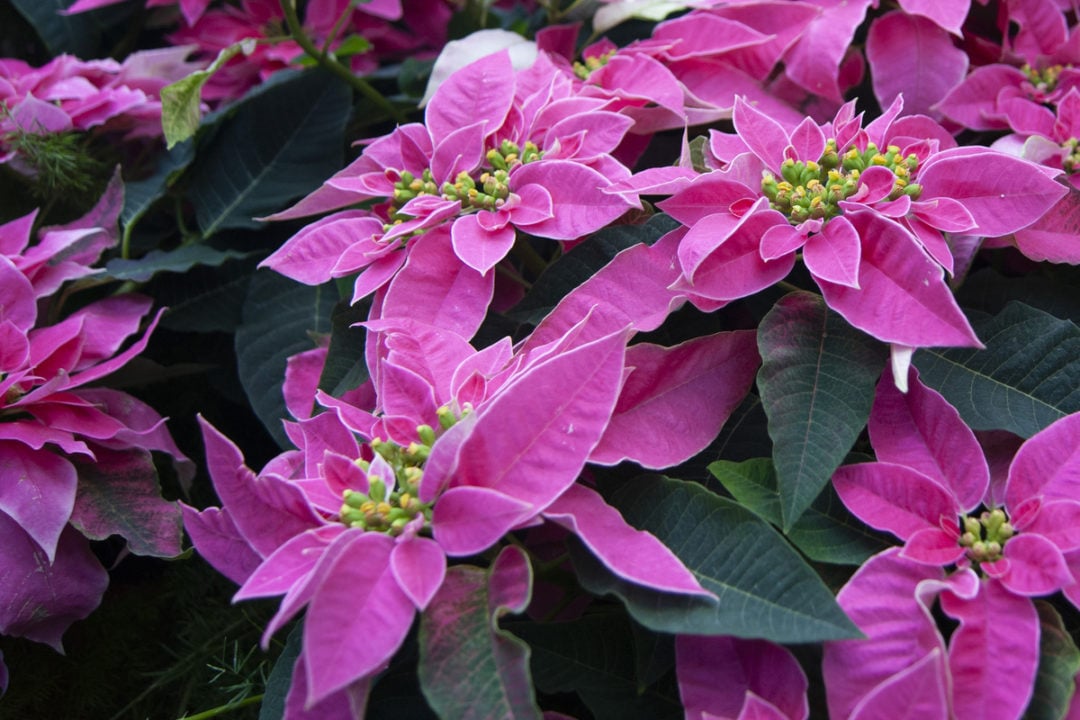 22 Tips to Keep Your Poinsettia Looking Great This Holiday Season & Beyond