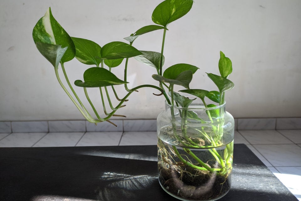 7 Houseplants You Can Grow In Water - No Soil Required