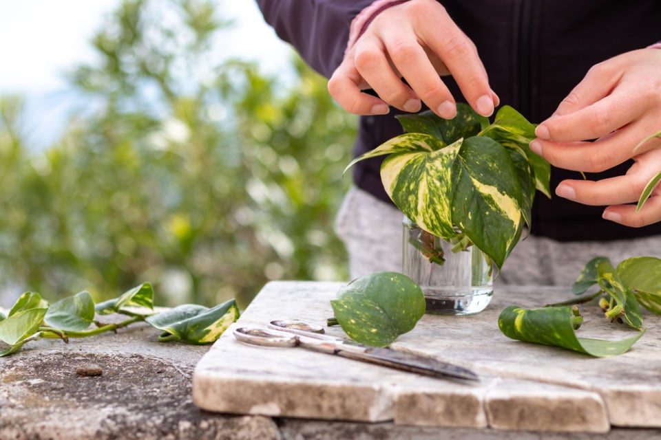 7 Houseplants You Can Grow In Water - No Soil Required