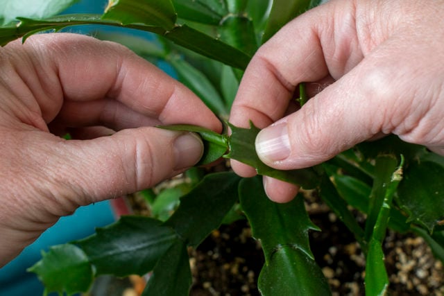 How & When to Prune Your Christmas Cactus (& Why You Need To)