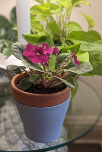 7 Things Everyone With An African Violet Should Know