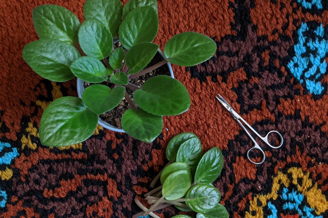 How to Propagate African Violets - Easy as 1-2-3