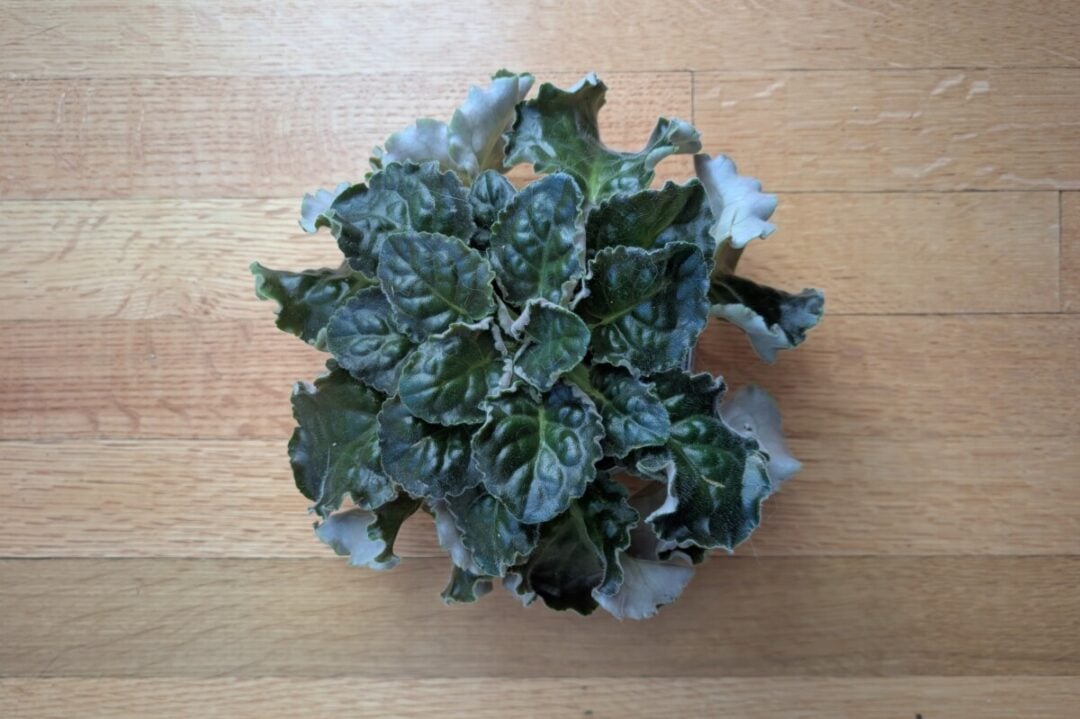 7 Things Everyone With An African Violet Should Know