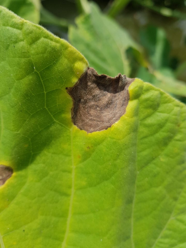 11 Common Cucumber Growing Problems & How To Fix Them